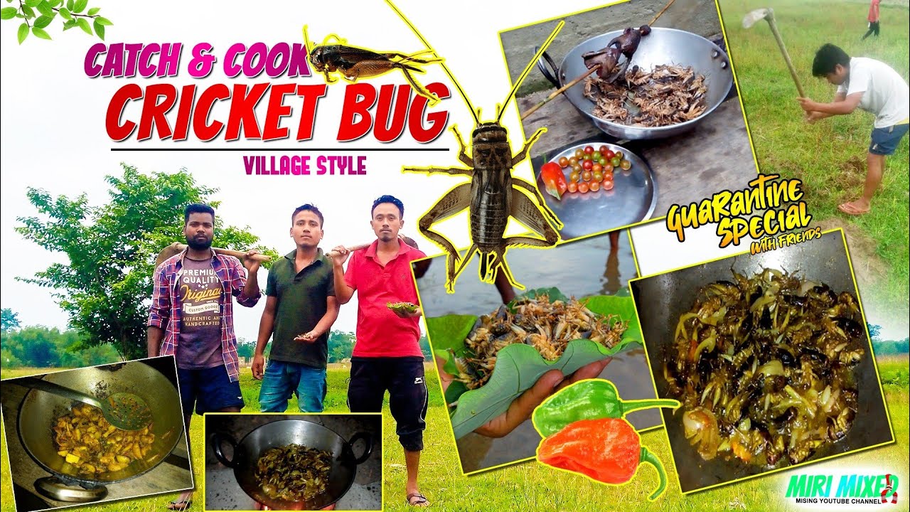 Catching Cricket bug 🐜 & cook in village style | Quarantine special ...