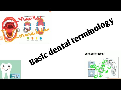 Basic Dental terminology | Easy dentistry | Basic terms - YouTube