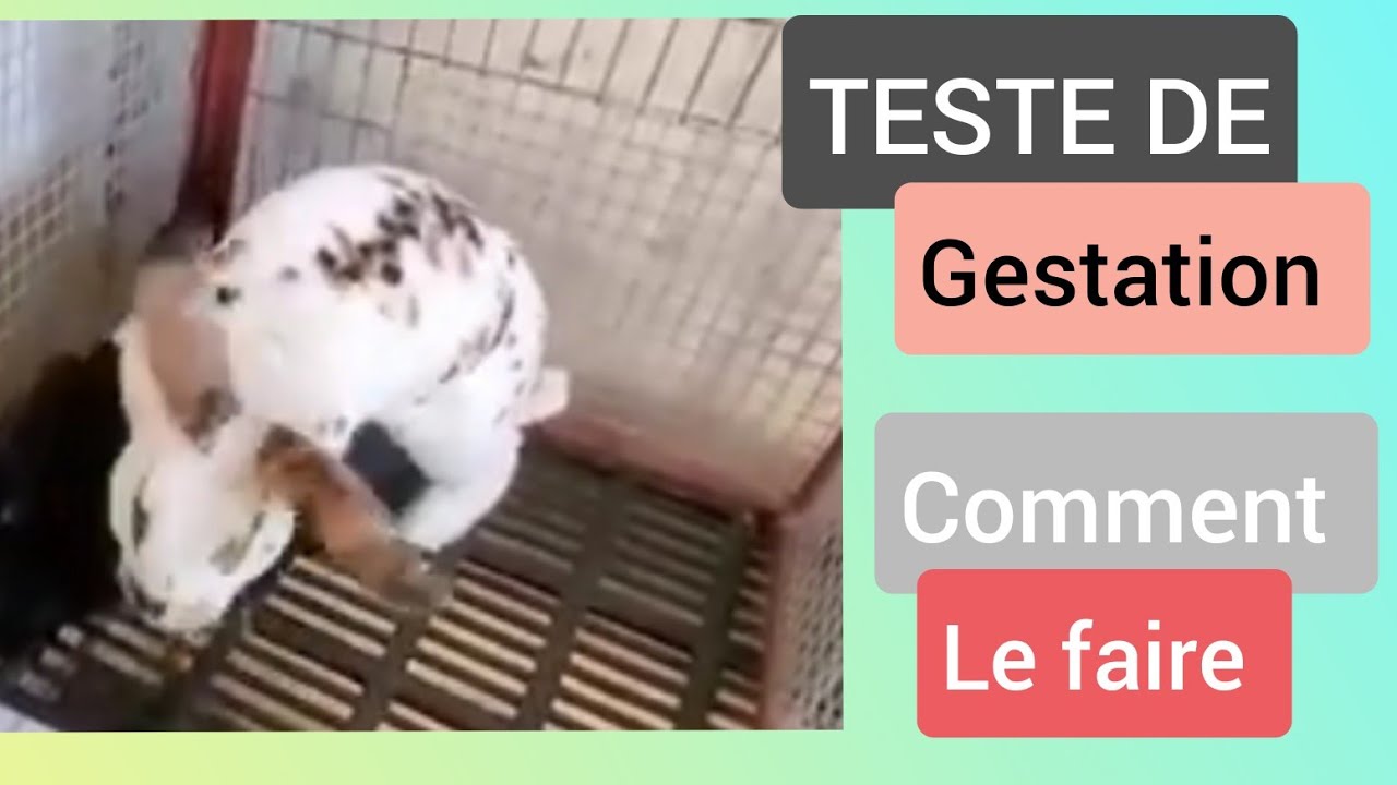 Comment faire la saillie de vérification pour savoir si la lapine est ...