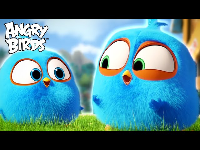 Blue Angry Bird Wallpaper