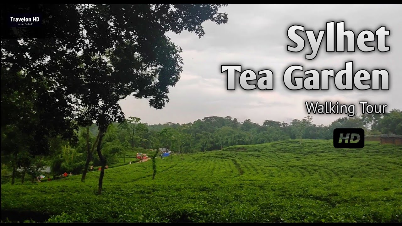 Sylhet Tea Garden | A Walking story of Rainy Day | Tea garden Tour ...