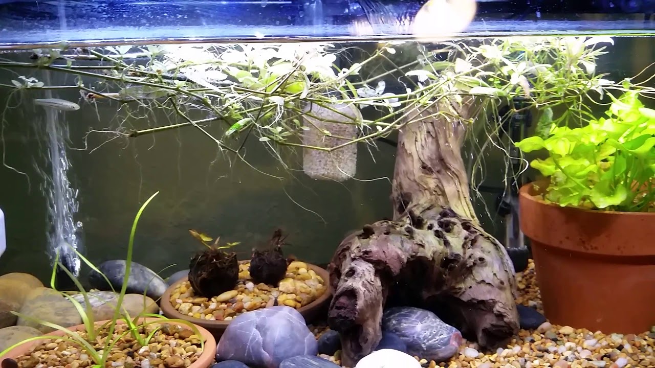 Goodeids & Limia "Tiger". Quick tour of my rarer fish. - YouTube