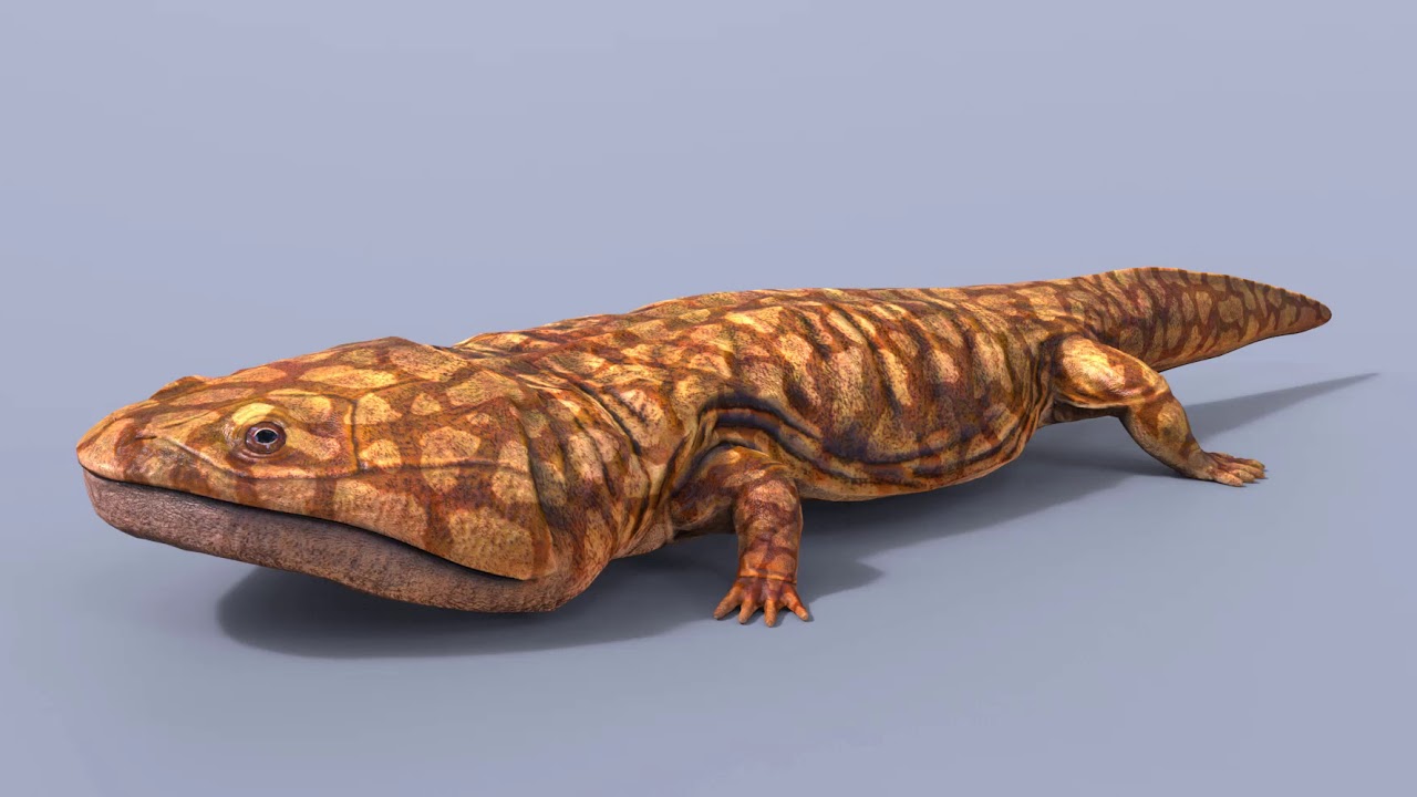 Siderops kehli - YouTube