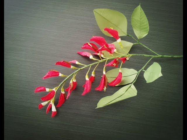 Ceibo Flower Image | Best Flower Site