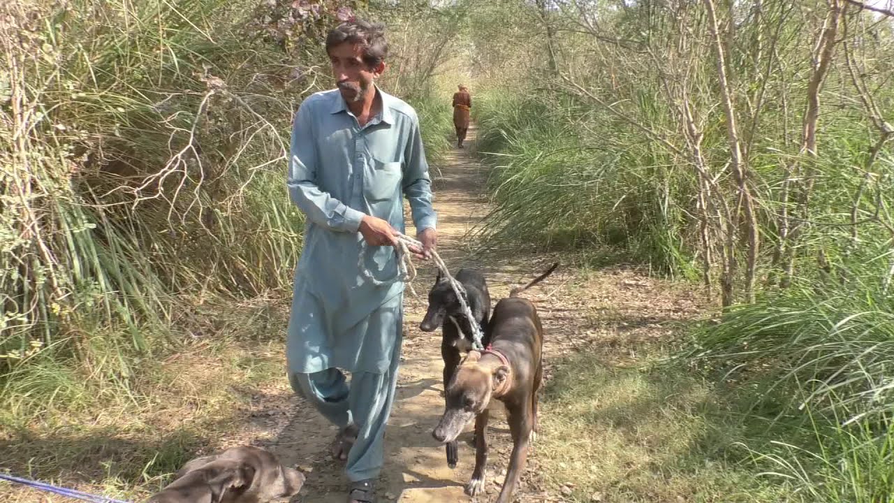 Soor ka Shikar, Pig hunting,Wild Boar hunting life in Pakistan, Part 12 ...