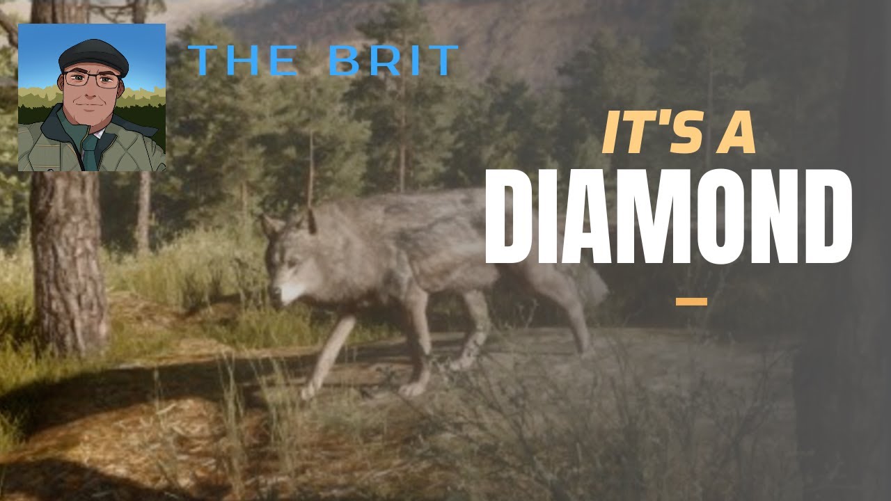 cotw diamond - iberian wolf - YouTube