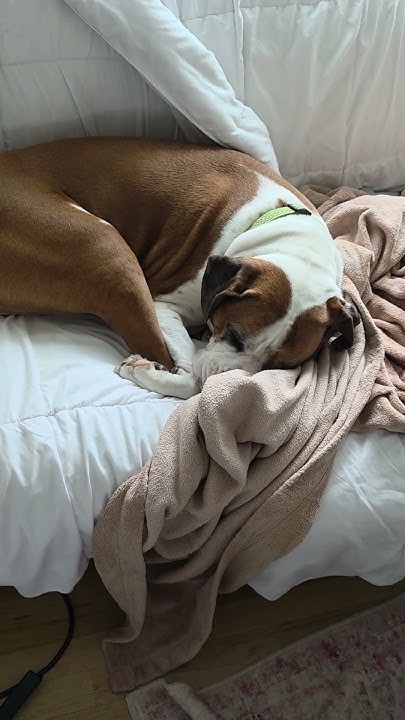 Ellie Time to Go Out? #dogshorts - YouTube