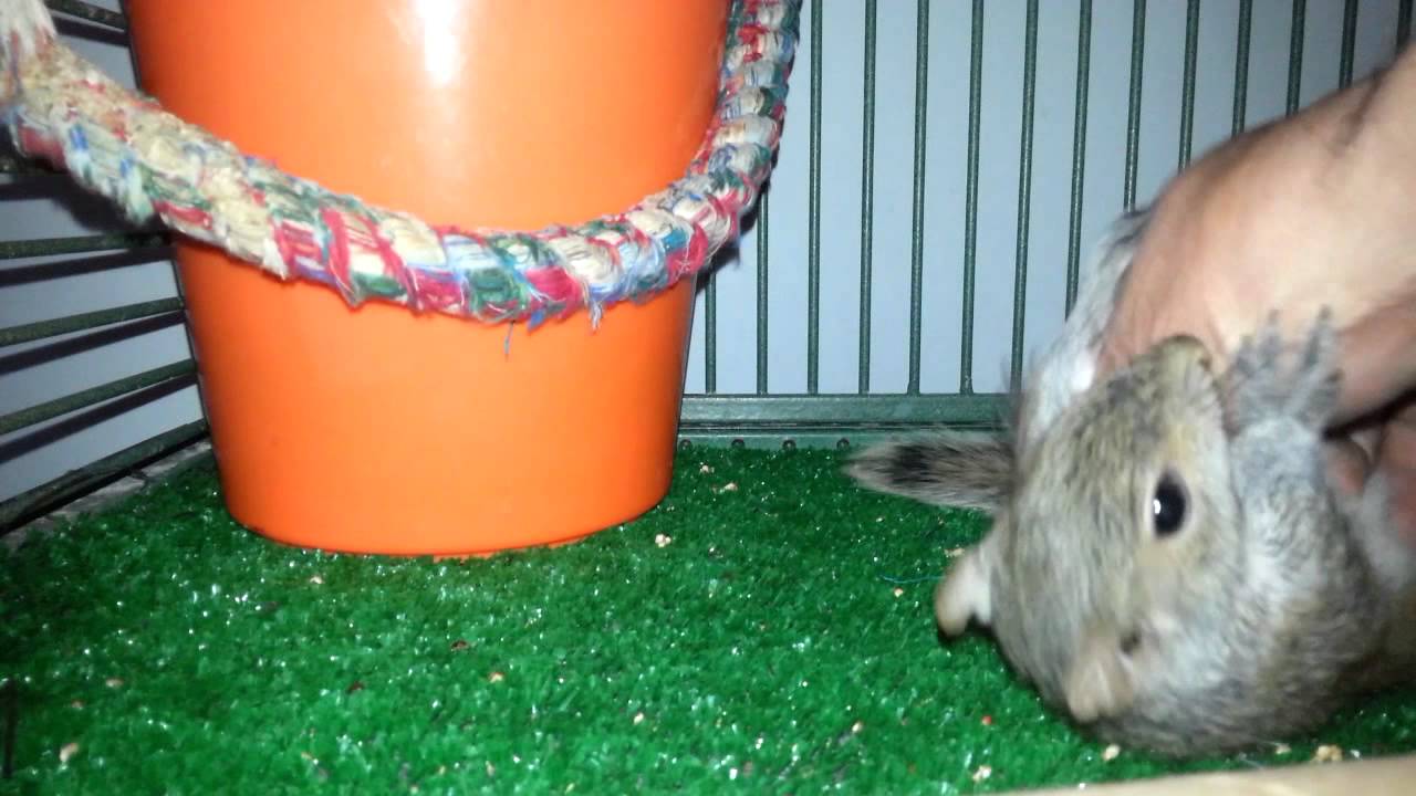 Very Cute, Attack Trained Squirrel - YouTube