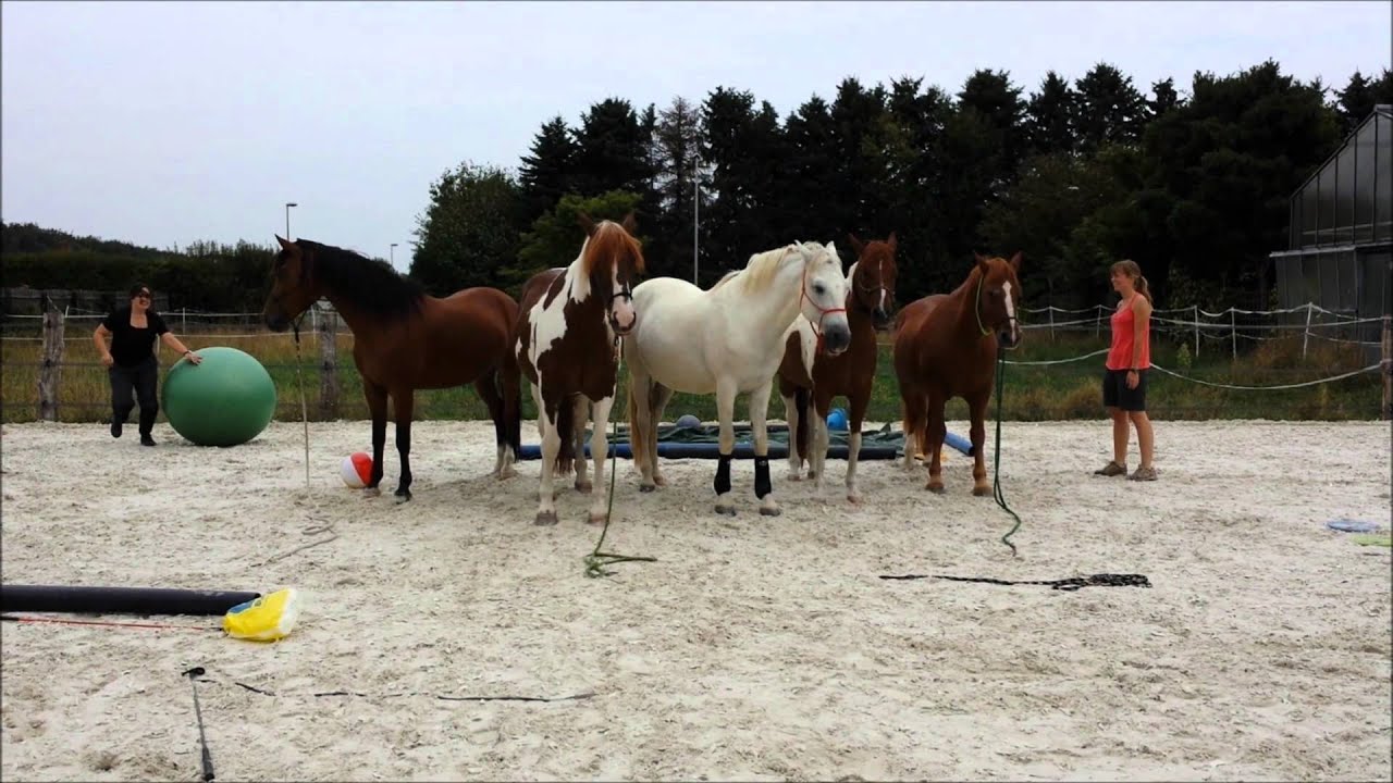 Playing Parelli beachball with the green ball and five horses - YouTube
