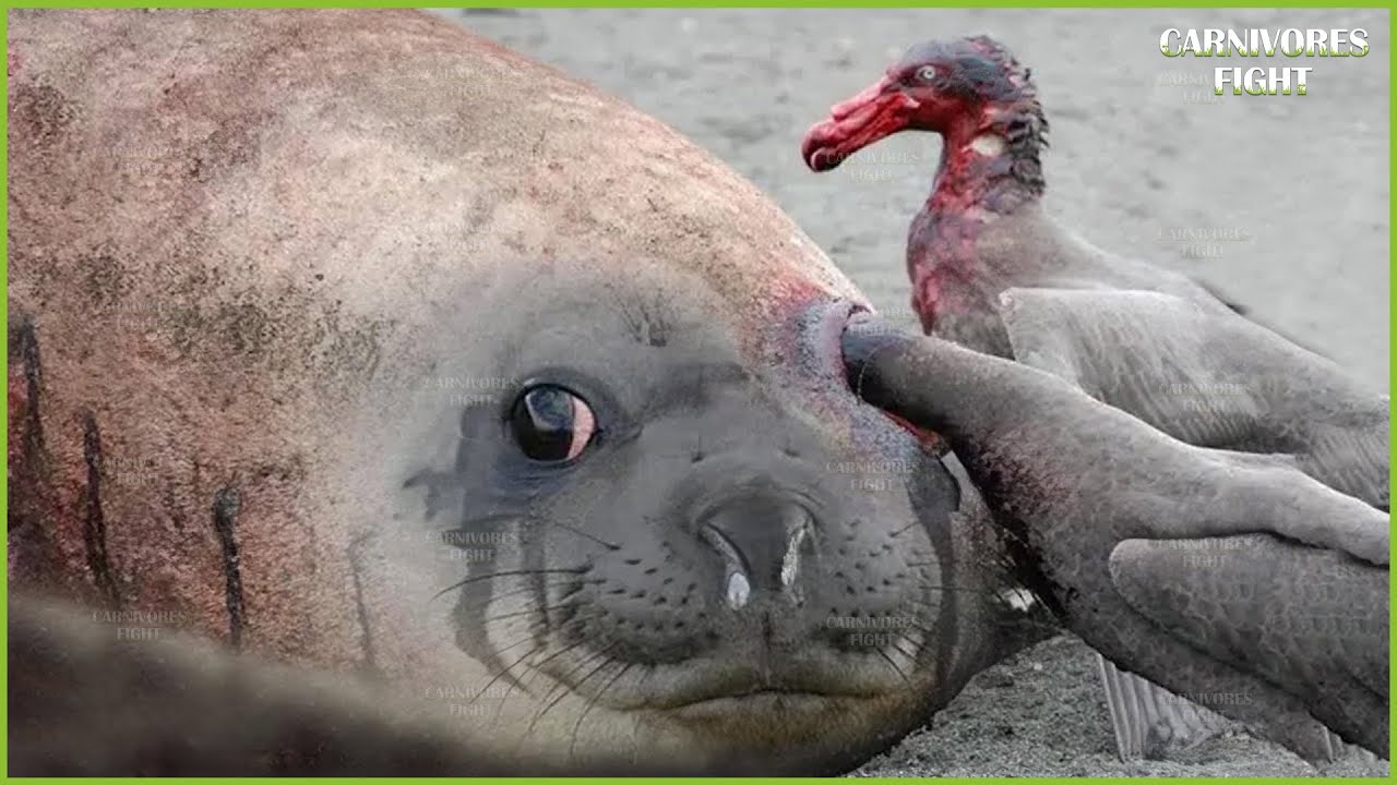 30 Most Cruel Animals You Wouldn't Believe If They Were Not Caught on ...