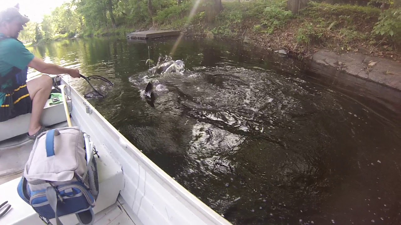 Musky attacks hooked Bass!!! - YouTube