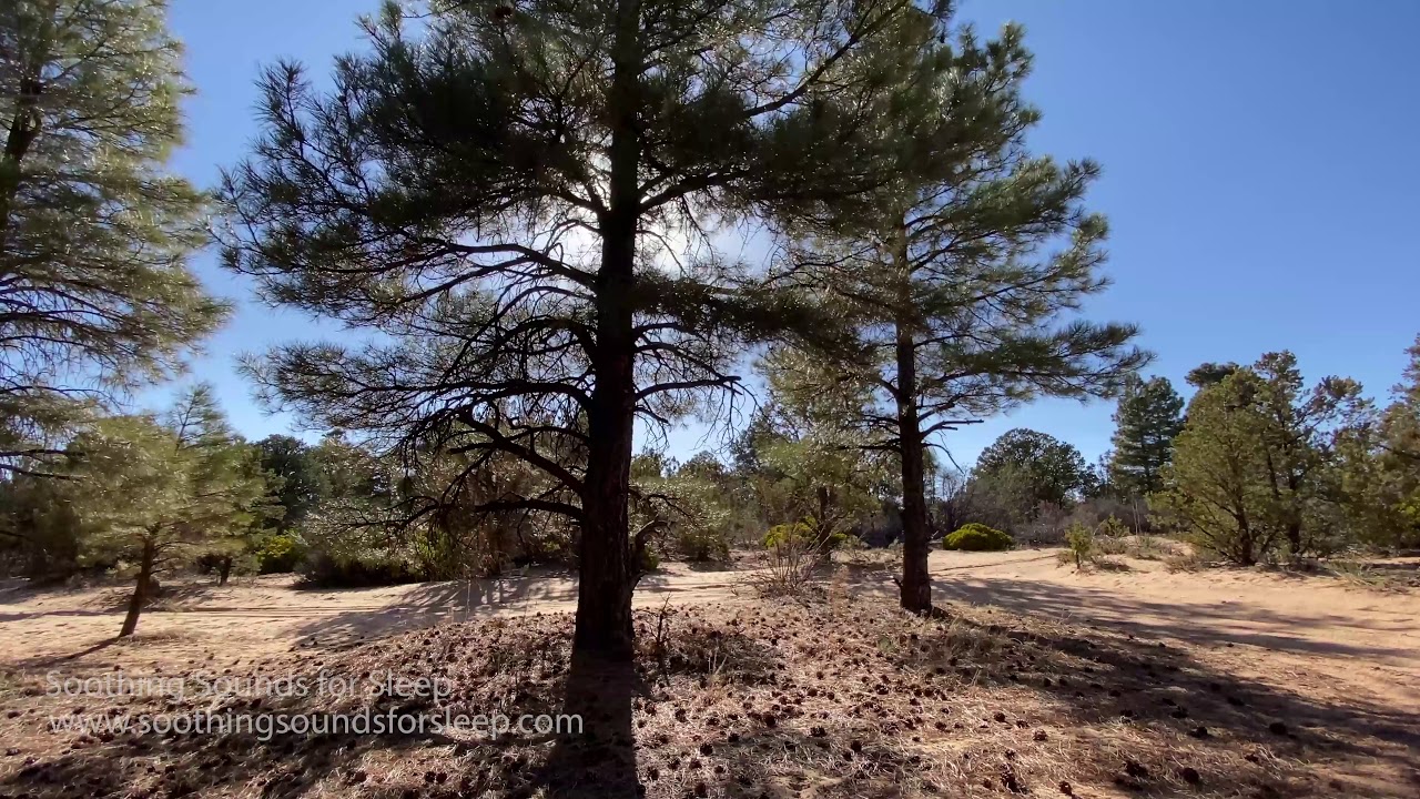 Wind Through Pine Trees | 3 Hours | 4k Video | Soothing Sounds for ...