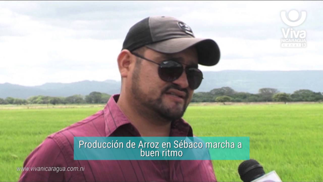 Producción de Arroz en Sébaco marcha a buen ritmo - YouTube
