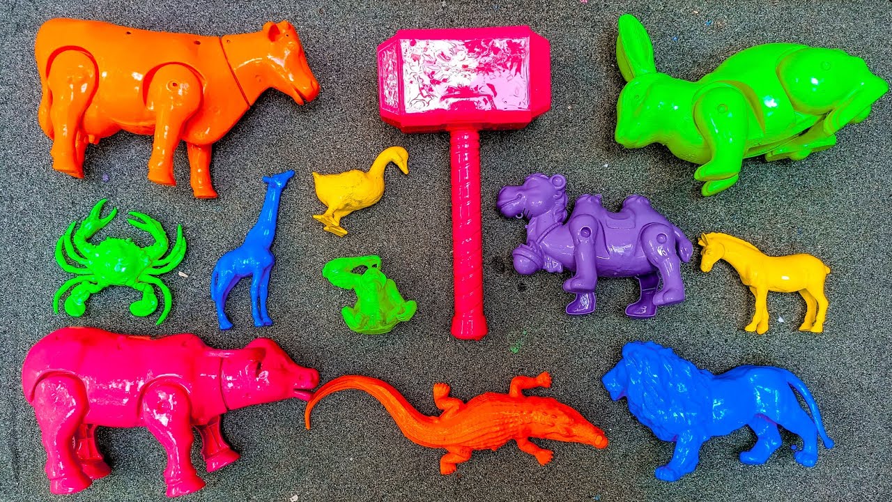 Membersihkan hewan sapi, angsa, kepiting, kerbau, buaya, singa, unta ...