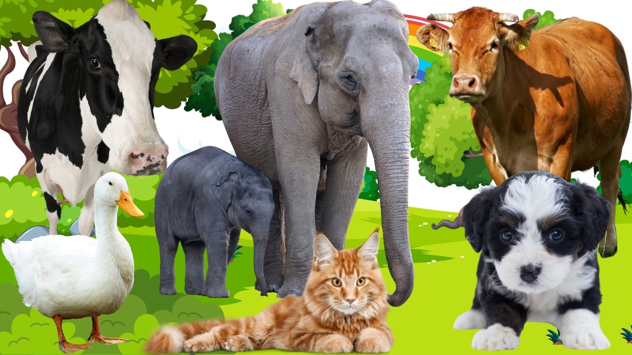 Beautiful Animal Moments : Dog, Cat, Duck, Chicken, Cow, Elephant ...