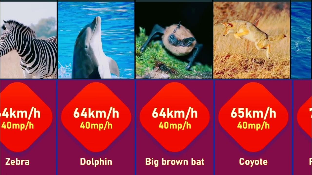 Fastest animals in the world animals speed comparison - YouTube