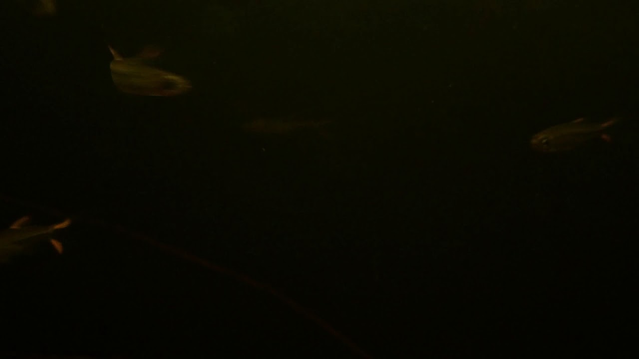 Ladigesia roloffi - Jellybean tetra - YouTube