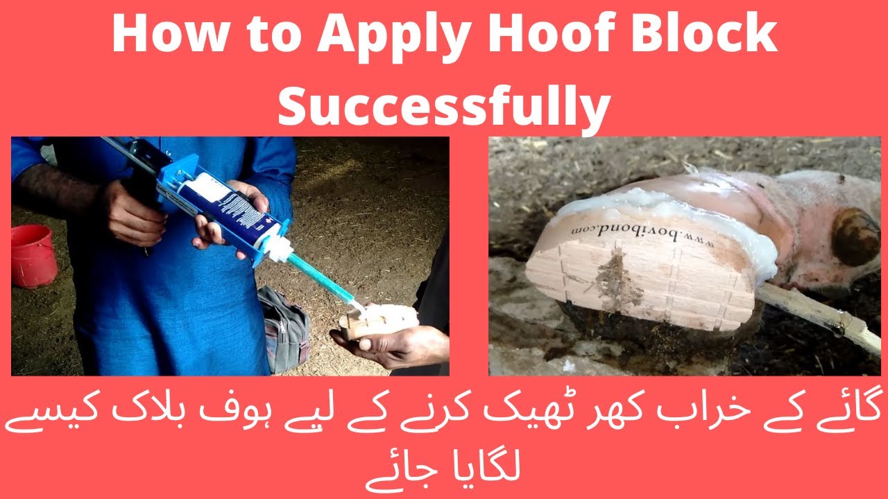 How to Apply Hoof Block Successfully using Proper Tools ll Hoof ...