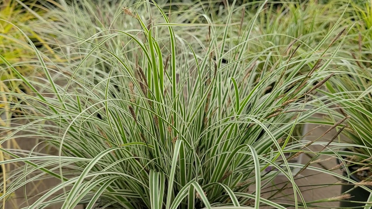 Carex Evercolor® Eversheen®, Everglow® & Everest® (Sedge ) // GREAT ...