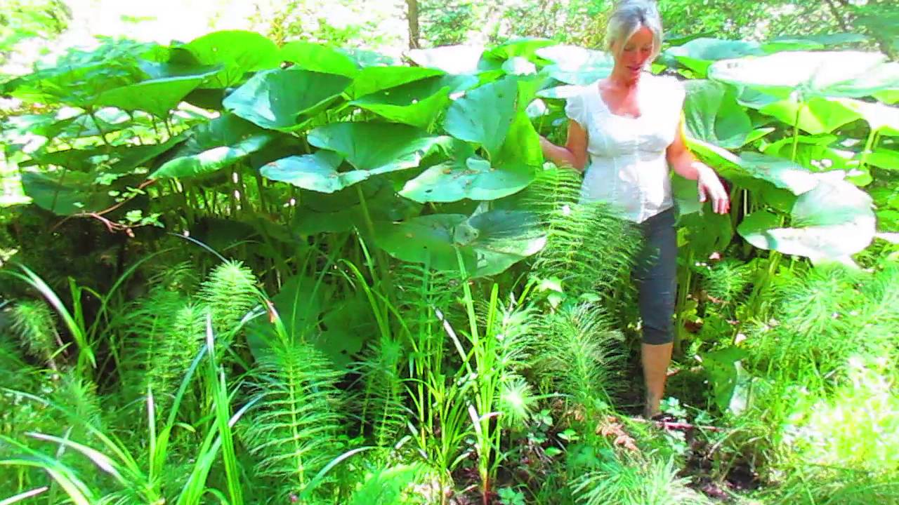 Petasites ... Japanese Butter Burr - YouTube