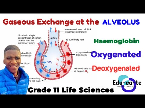 Gaseous Exchange at the Alveolus - Grade 11 - YouTube