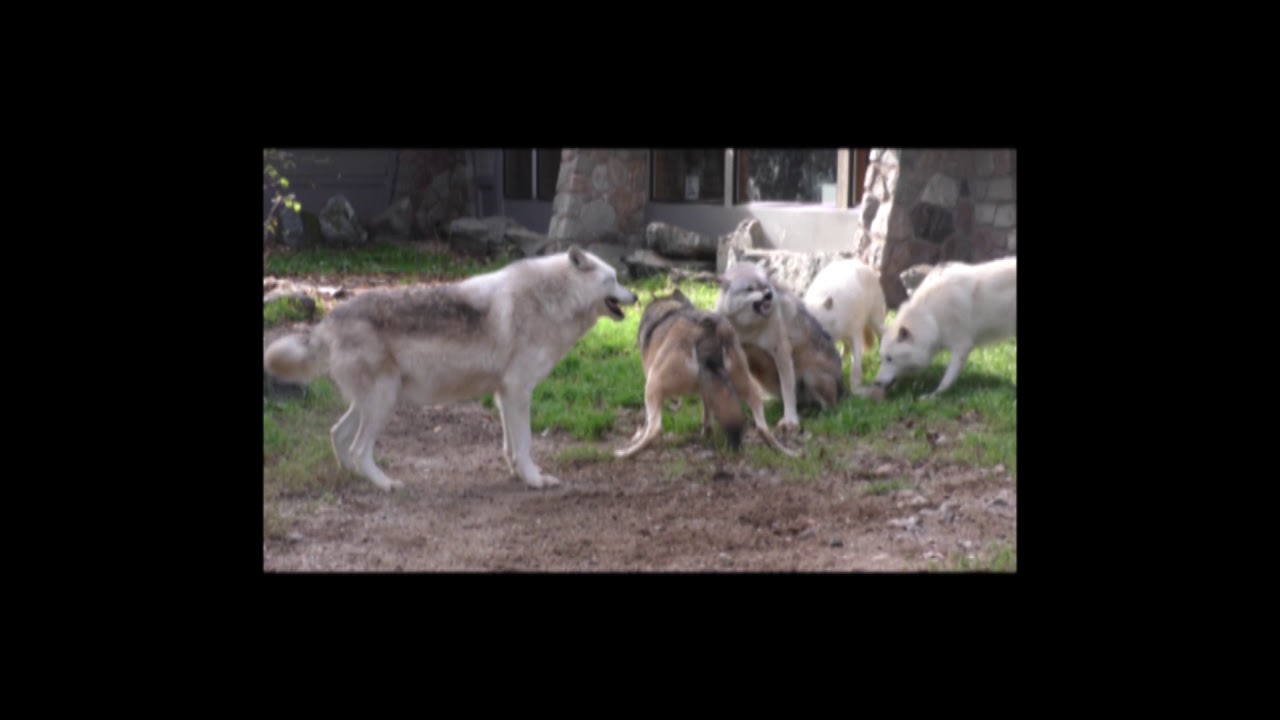 WC Video - 20 October 2017 - Working for Wolves Weekend - YouTube