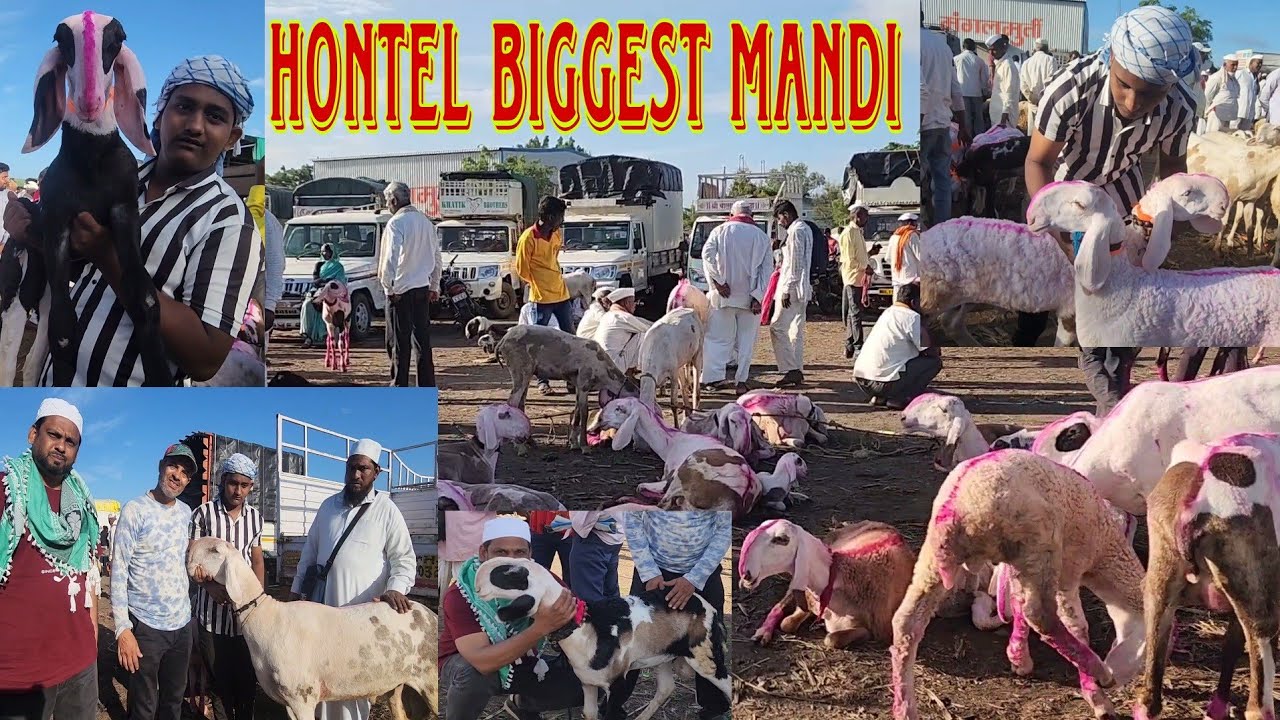 India Ki Biggest Hontel Sheep Mandi | Atpadi Bakra Mandi | Youngest ...