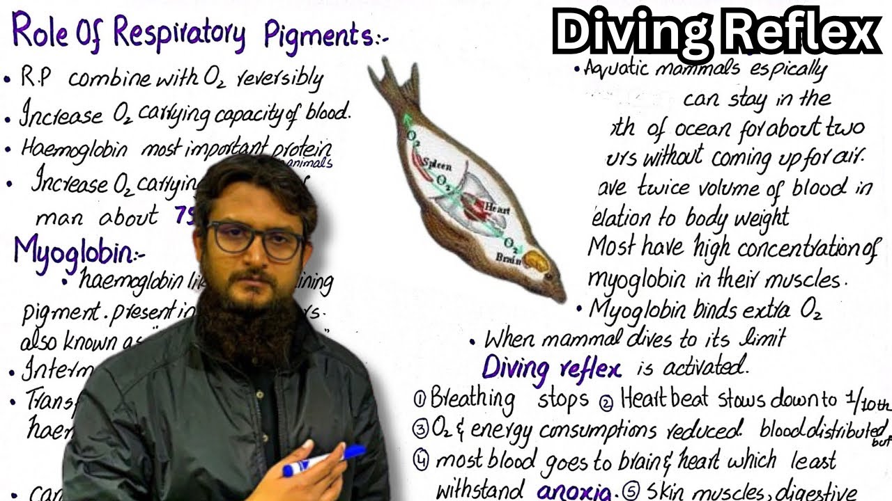 Role of respiratory pigments | Diving reflex | class 11 - YouTube
