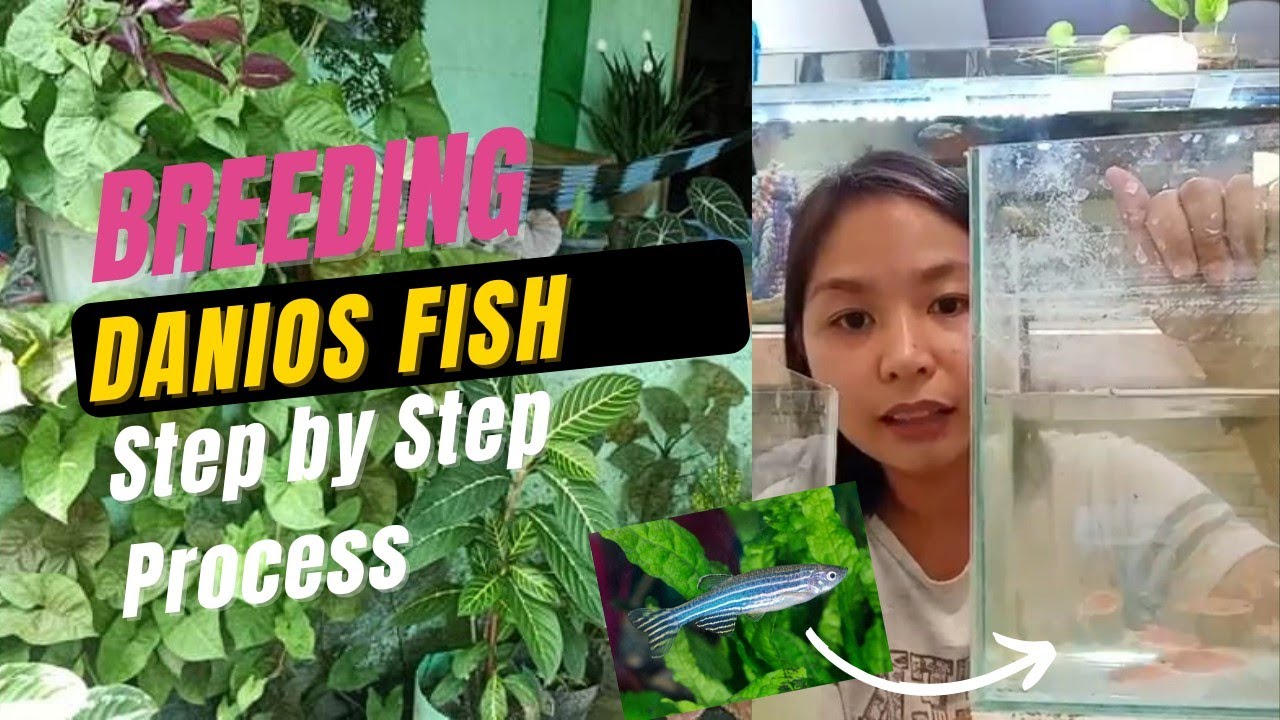 How to Breed Danio Fish Successfully (including Materials Needed plus ...