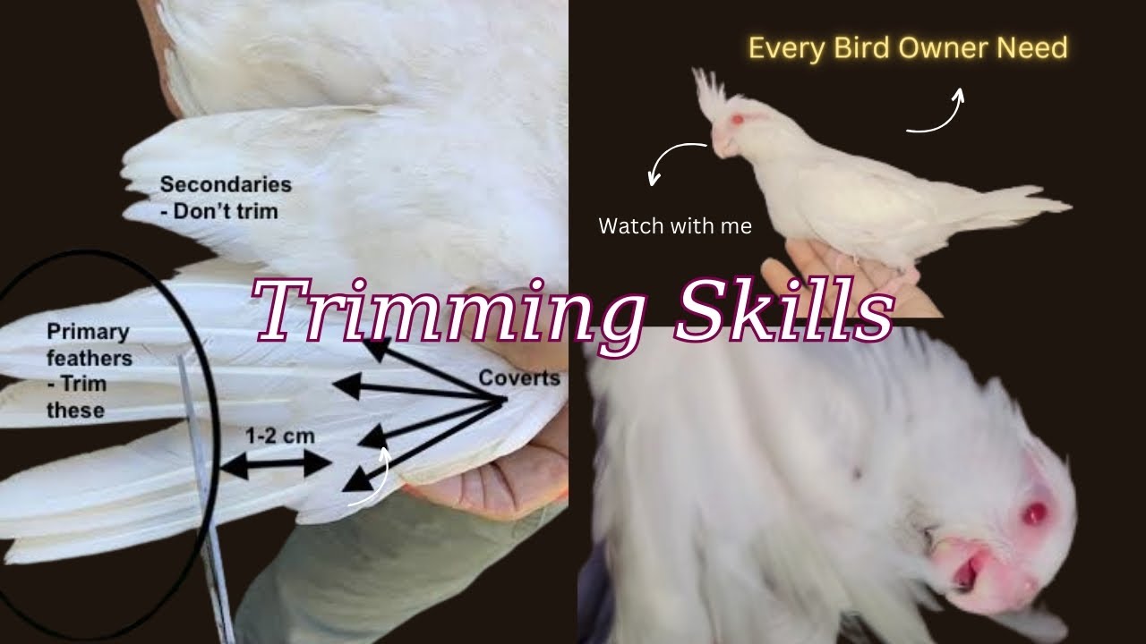 Bird's Parrot's Feathers Trimming Right Way of Feathers Trimming of ...