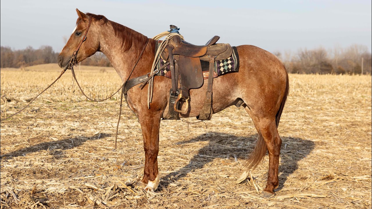 Hip #33 Rompin Red Wrangler Trail Riding - YouTube