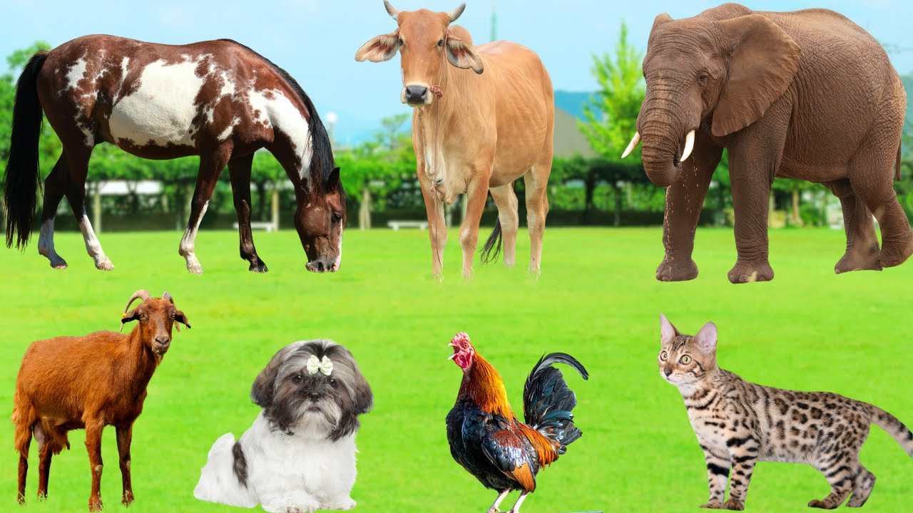Mischievous Animal Species : Cow, Duck, Dog, Cat, Chicken, Rabbit ...