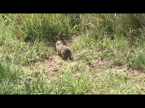 Gophers fighting - YouTube