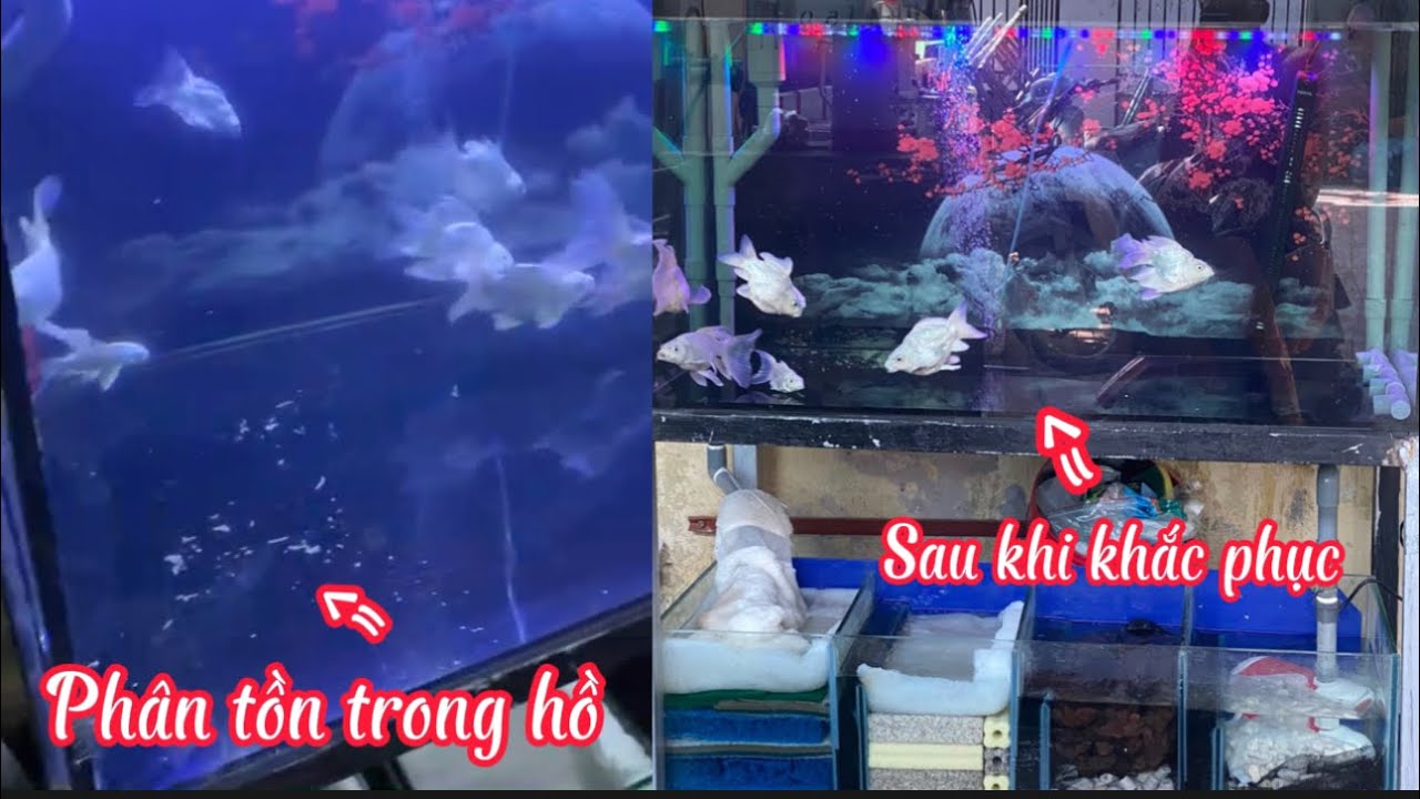 Khắc Phục Phân Động Và Cặn Li Ti Trong Hồ Cá Koi - Chép Sư Tử Cực Hay ...