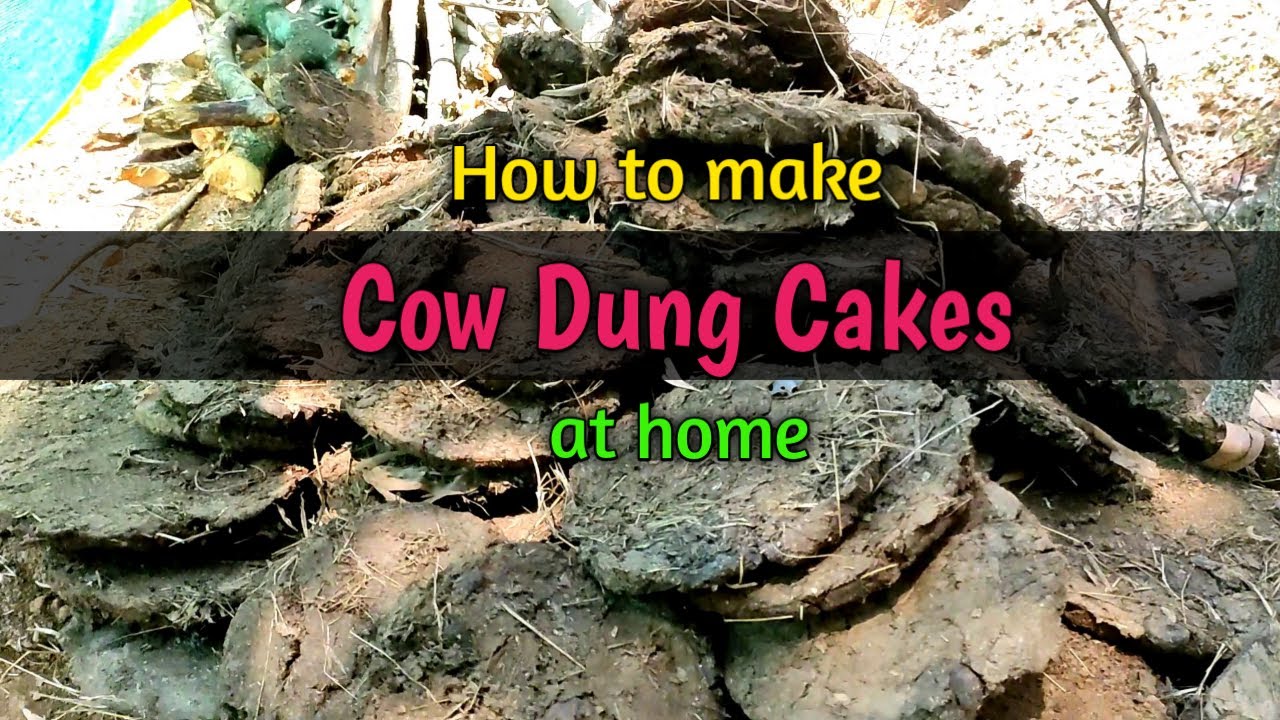 cow dung cake video | how to make cow dung cakes | cow dung cake making ...