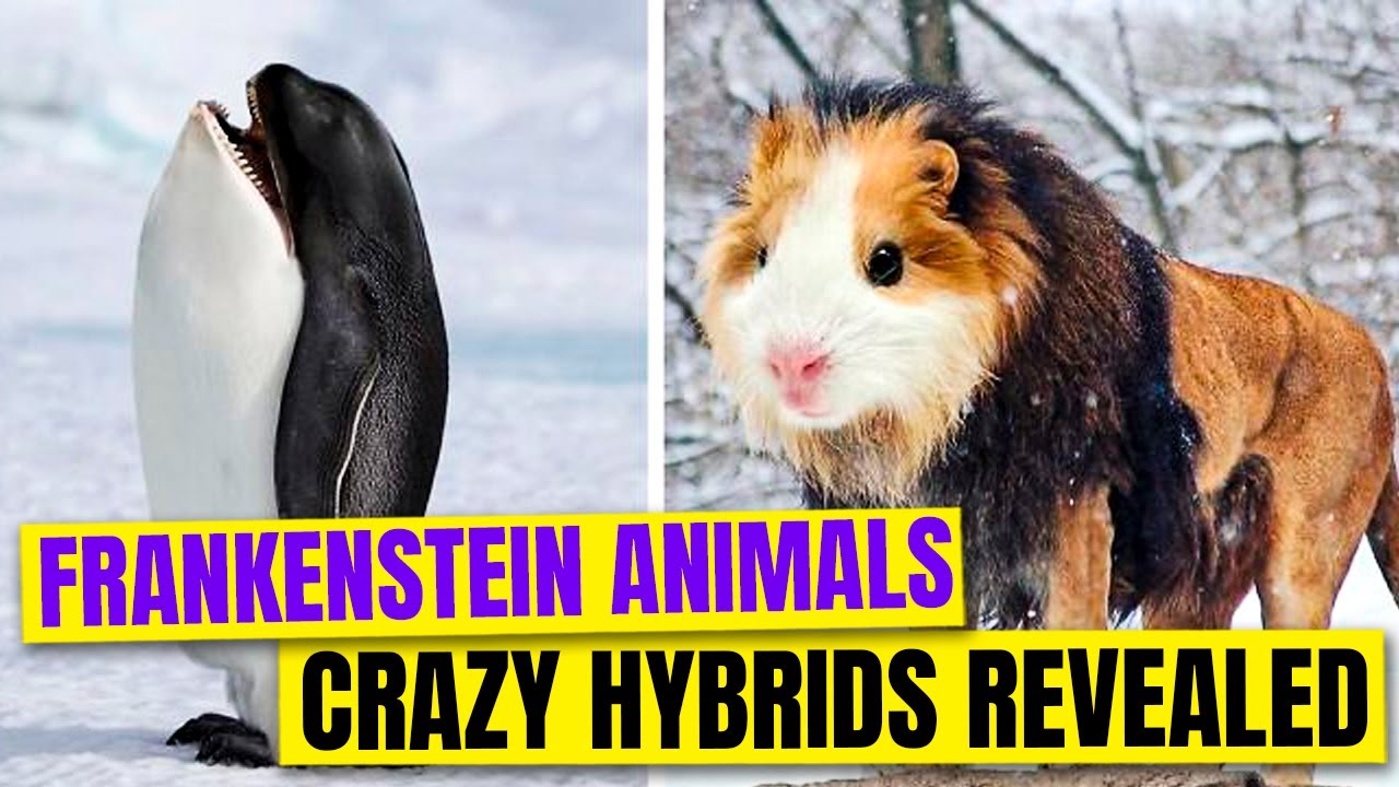 Nature's Surprises: Exploring Bizarre Hybrid Animals That Are Real ...