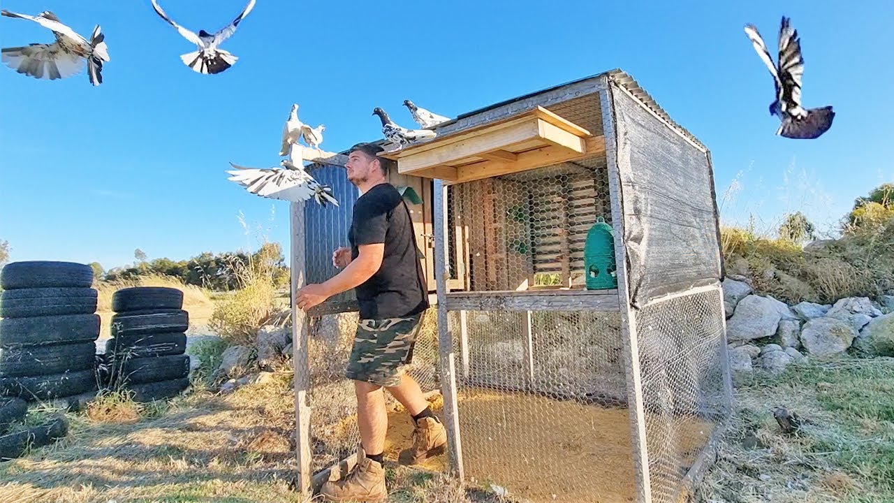Flying My High Flyer Pigeons - YouTube