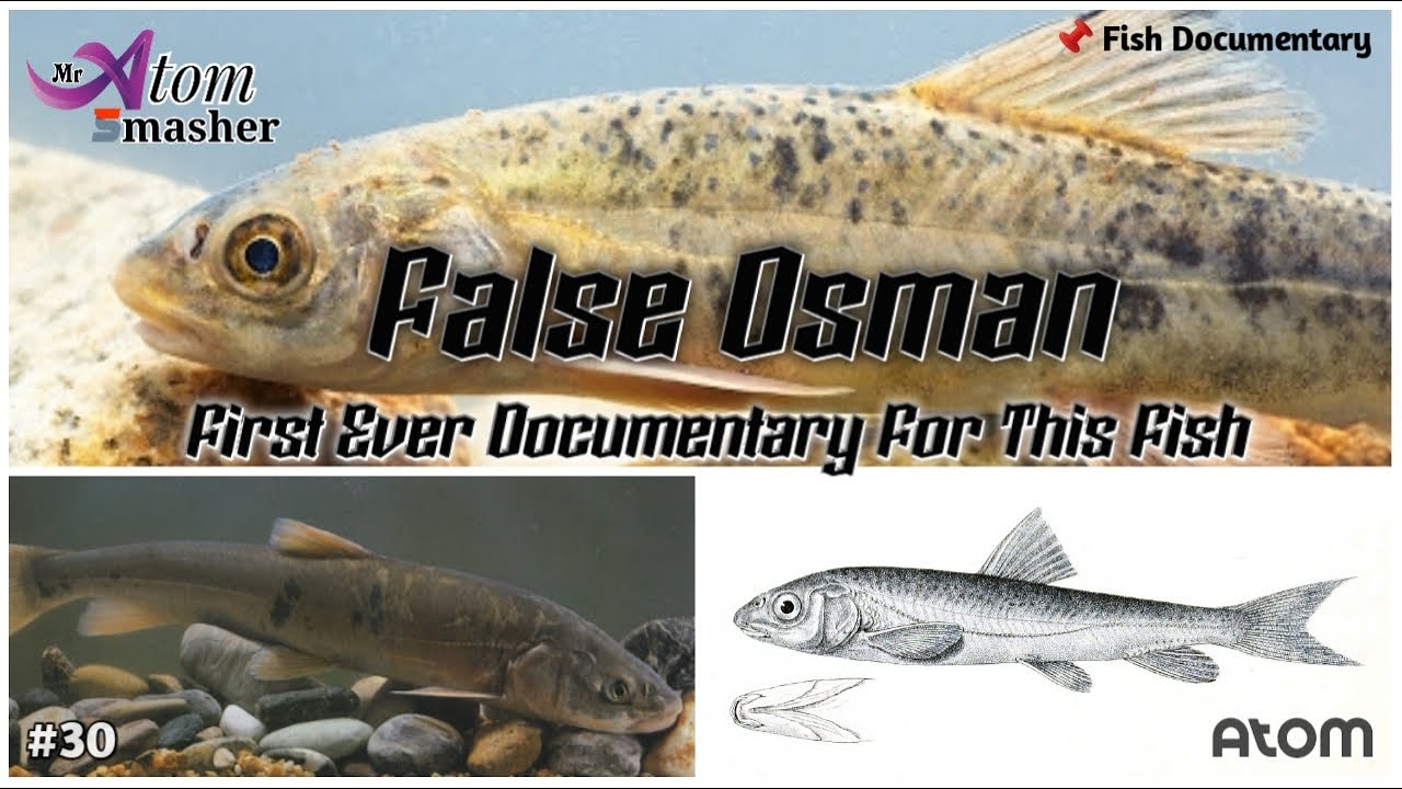 False Osman | Fish Documentary - YouTube