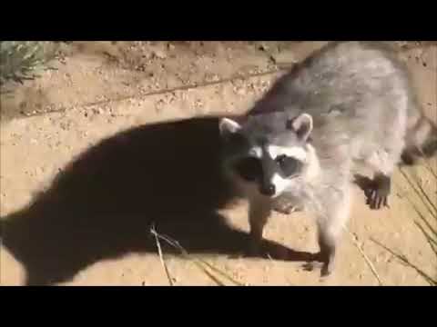 Tatlı hırsızlar 🤣 #komikvideolar #hayvanlaralemi #funny #viral