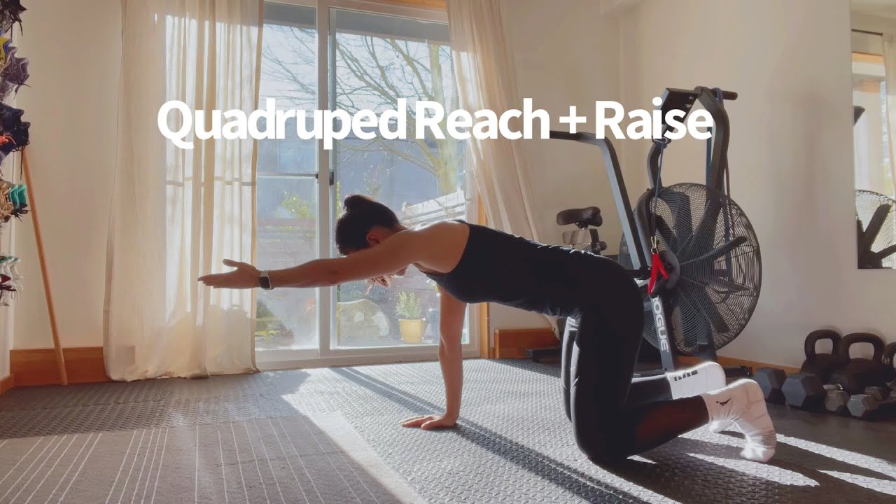 Quadruped Reach + Raise - YouTube
