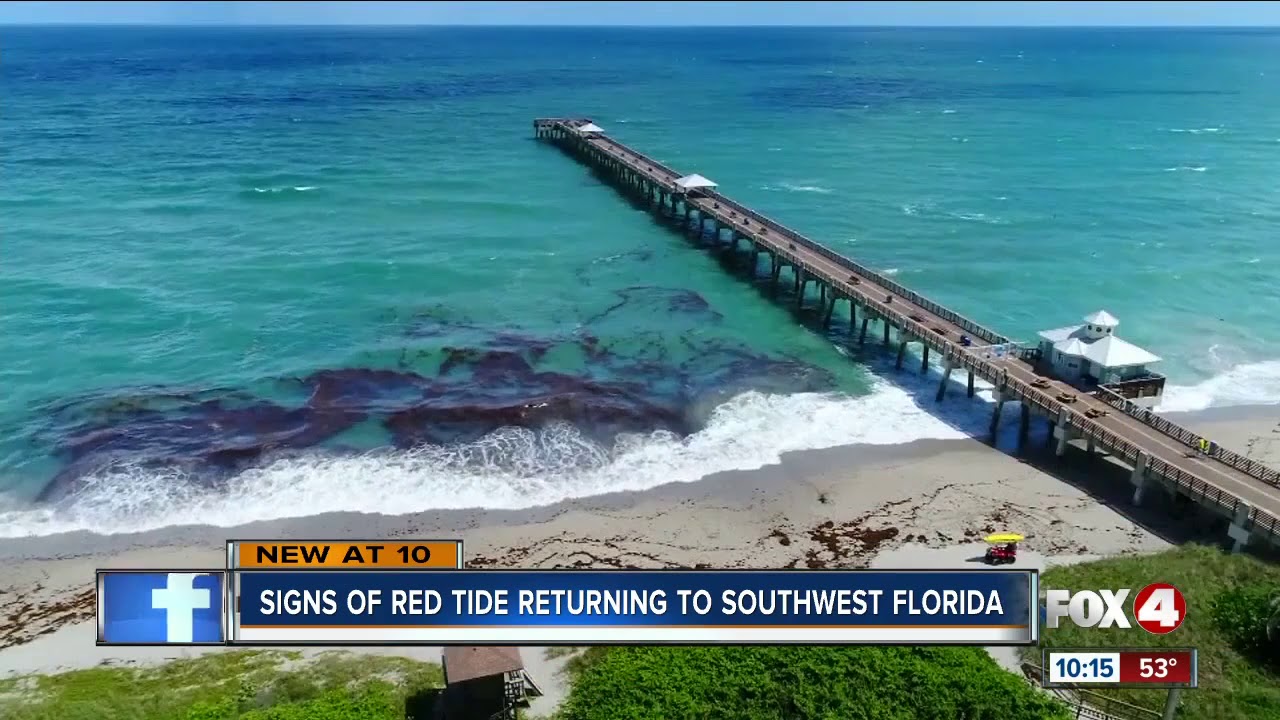 Red Tide lingering around Southwest Florida - YouTube