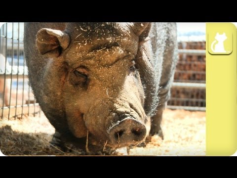 Singing pig waiting to sing her way into her Forever Home - YouTube