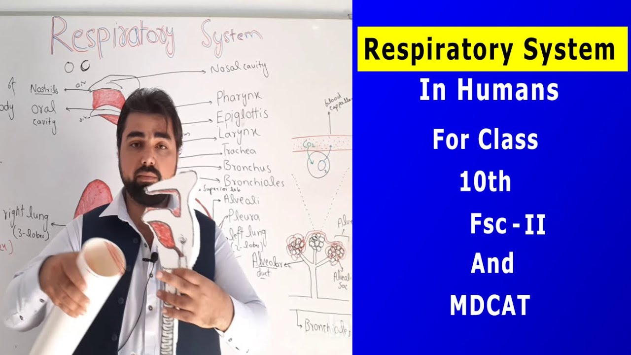 Respiratory System In Humans / For Class 10 Fsc 2 MDCAT & Competitive ...