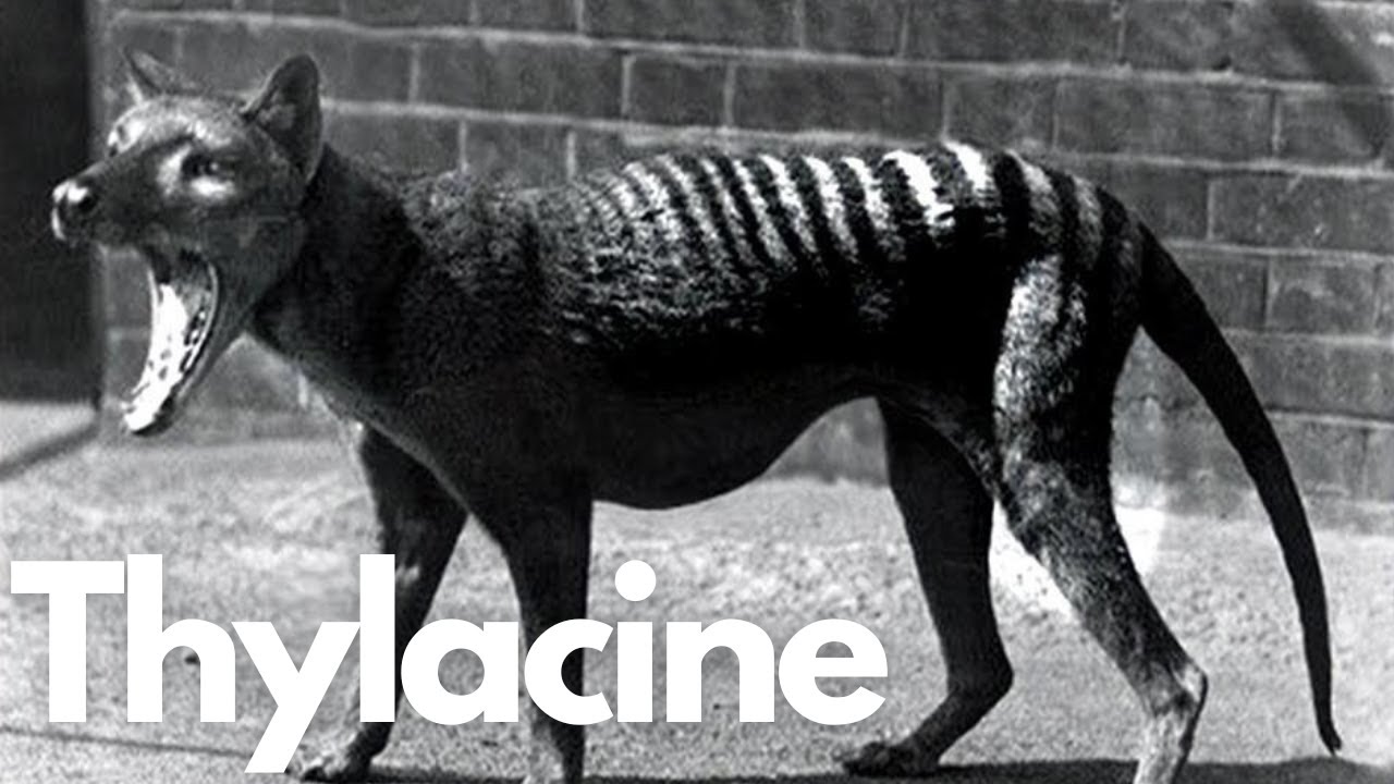 The Mysterious Tale of the Thylacine: The Tasmanian Tiger - YouTube