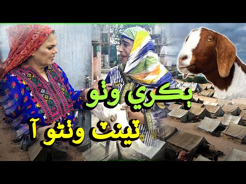 Bakri Watho Tent Wathno Aa I Zakir Shaikh I Nasreen Naz I Flood Message