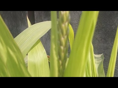 How to grow baby corn 🌽 in your terrace garden. - YouTube