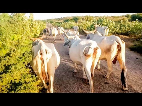 Evening Cow Routine || Cows Daily Doutine In Evening#CowsDailyRoutine# ...