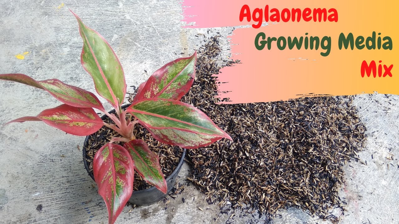 How to Make Growing Media Mix for Aglaonema from Rice Husk at Home ...