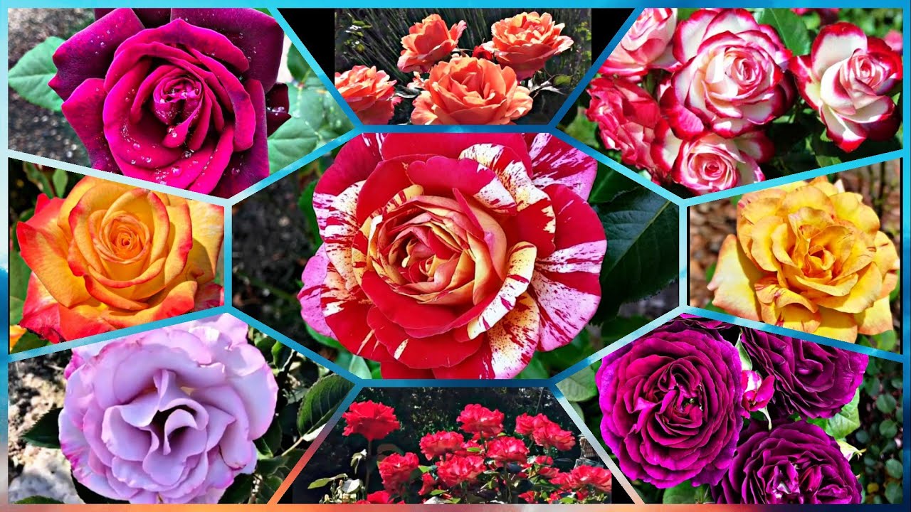 Different Type Of Tea Roses