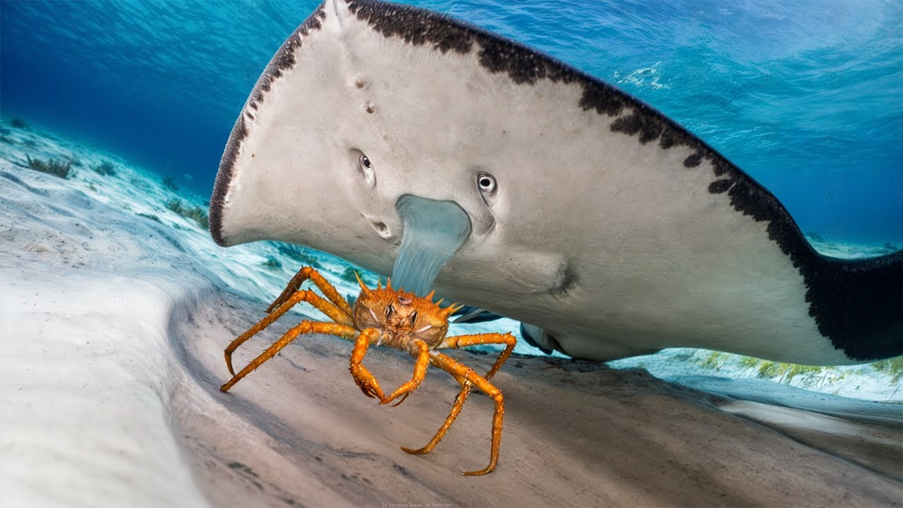 45 Times Animals Messed With Wrong Opponents ! - YouTube